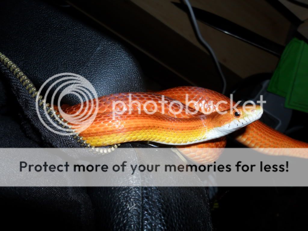 Squashed head Corn | Reptile Forums